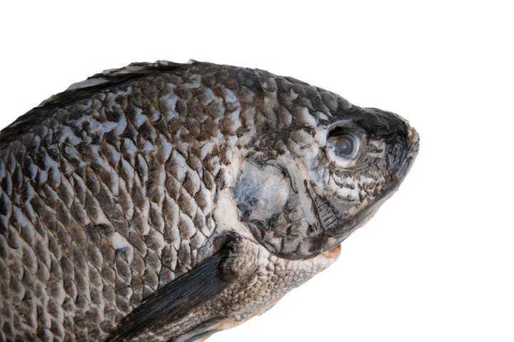 HEB Mojarra Nacional Fresca 1 kg - H-E-B México
